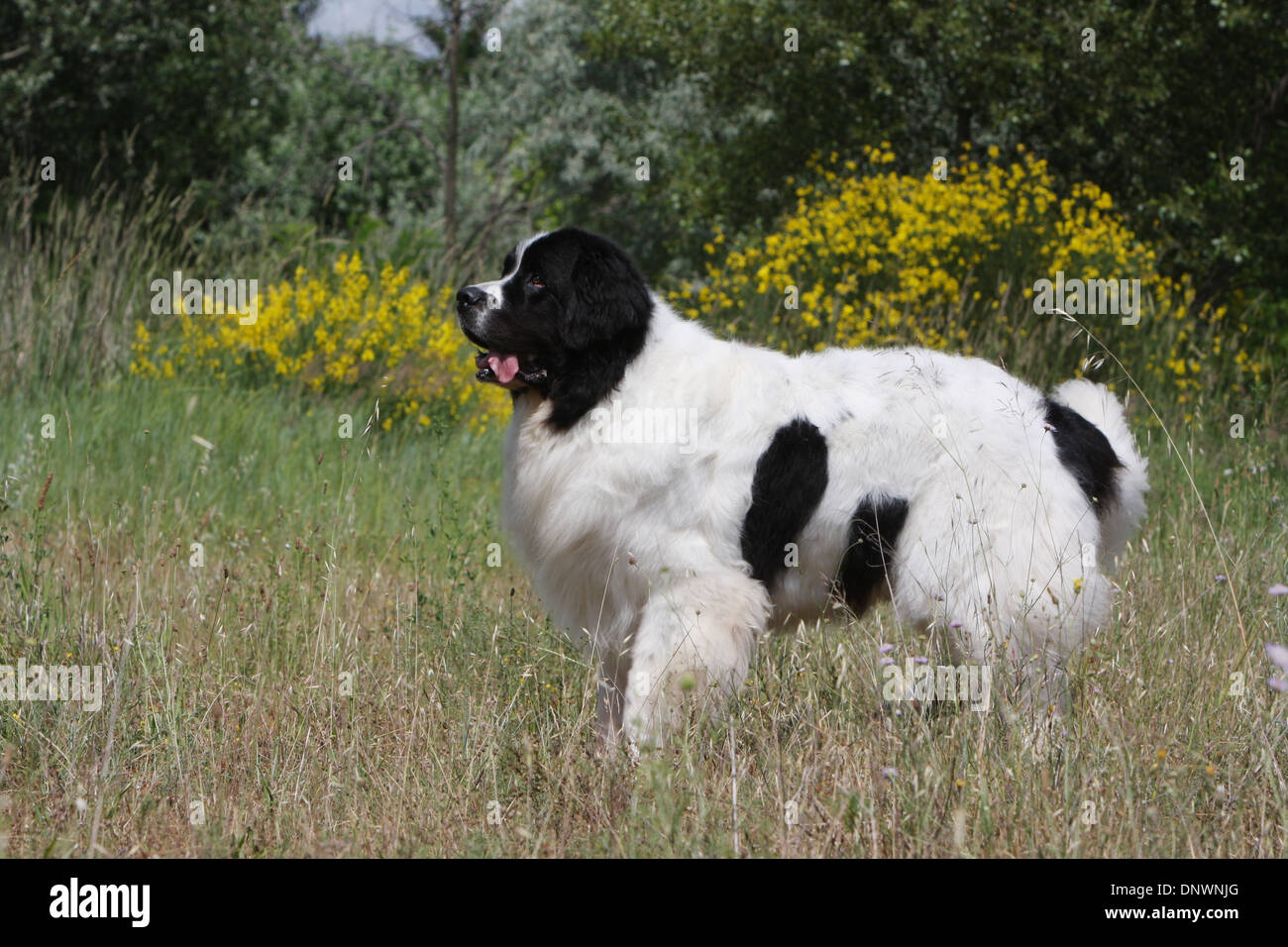 White landseer dog breed standing hi-res stock photography and images ...