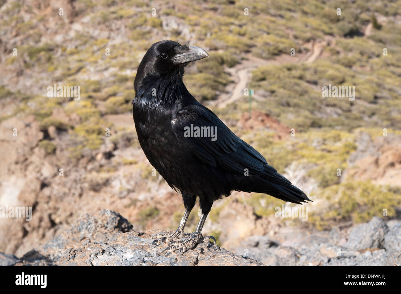 Common Ravens are among the very intelligent and curious animals ...