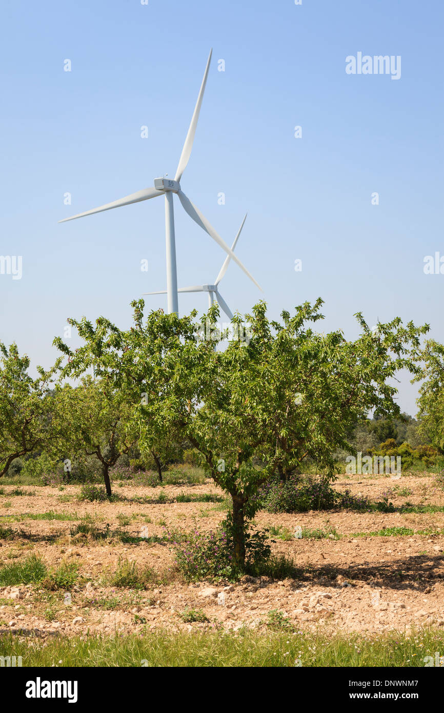 Wind turbines surrounded by Almond Trees (Prunus dulcis). Lleida ...