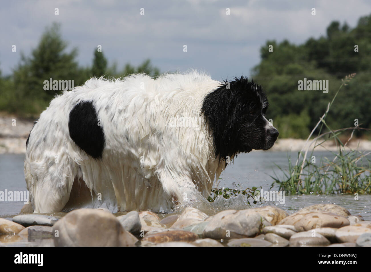 Dog Landseer / adult walking in a river Stock Photo - Alamy