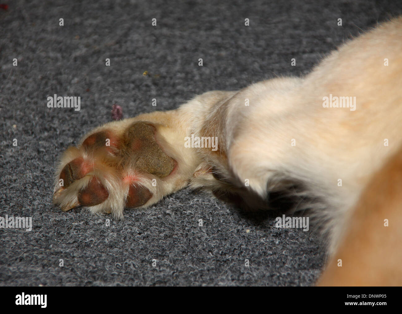 Dog paws close up lying on carpet Stock Photo - Alamy