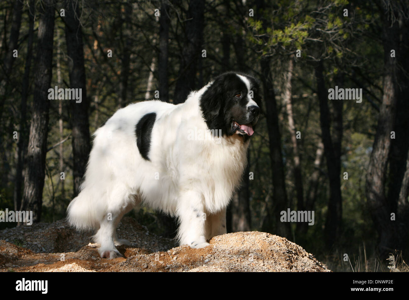 Dog Landseer / adult standing in a forest Stock Photo - Alamy