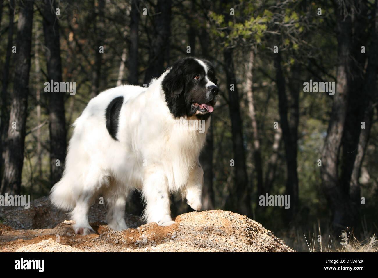 Dog Landseer / adult standing in a forest Stock Photo - Alamy