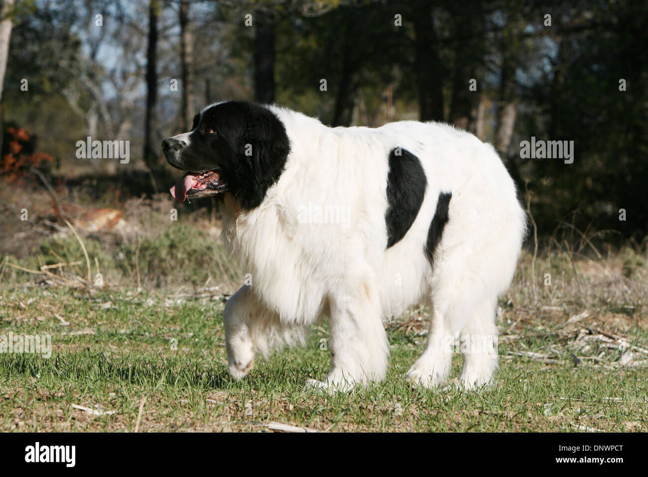 White landseer dog breed standing hi-res stock photography and images ...