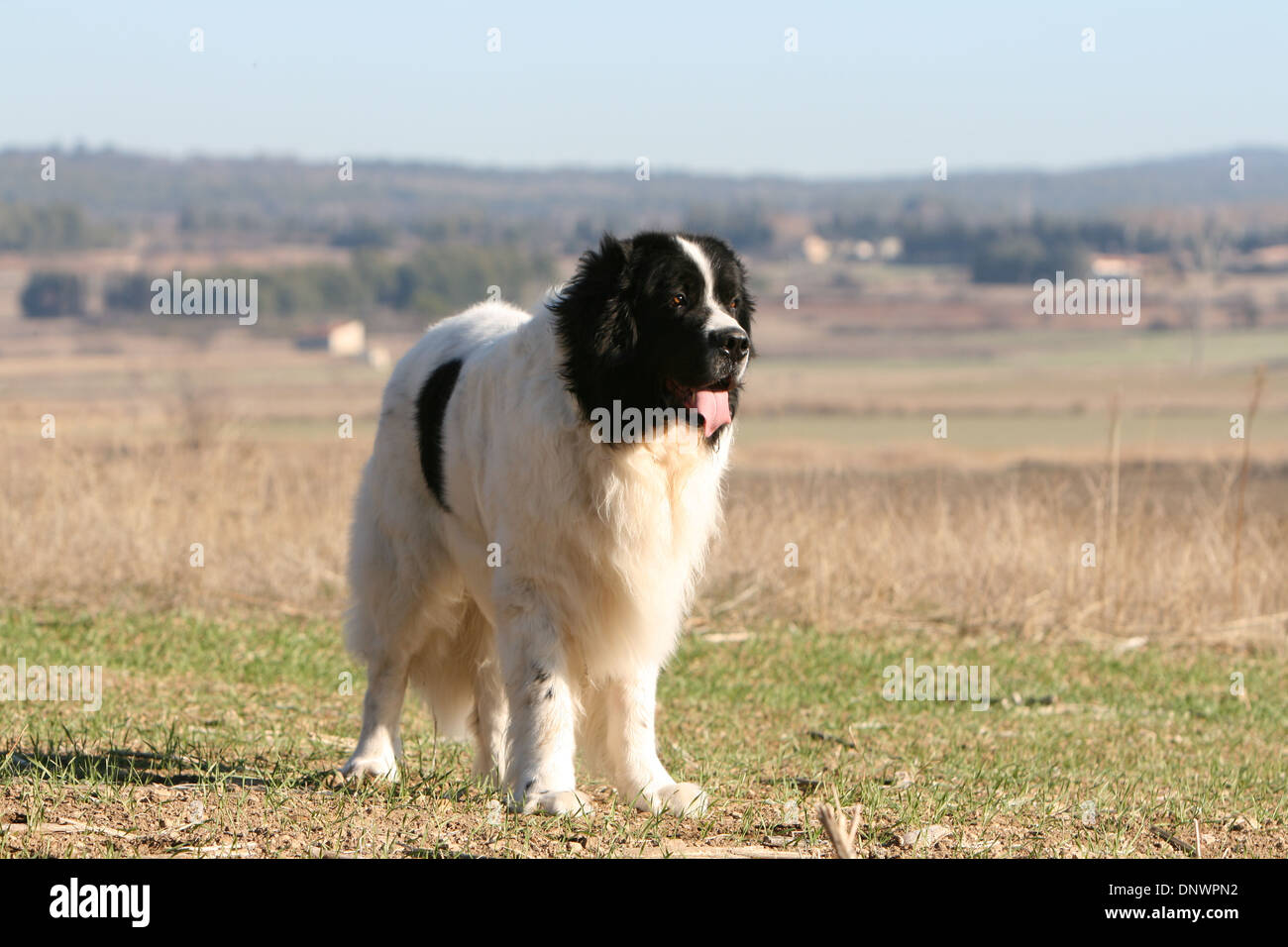White landseer dog breed standing hi-res stock photography and images ...