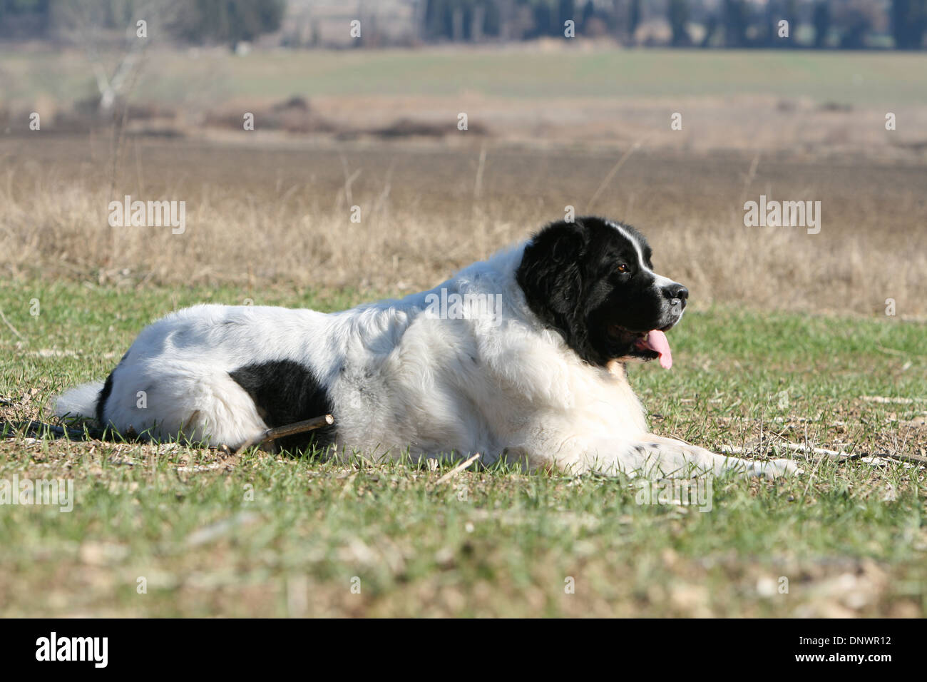 Dog Landseer / adult lying in a field Stock Photo - Alamy