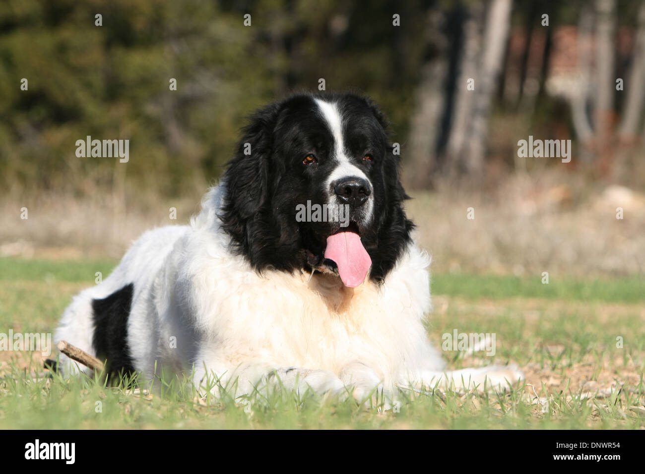 Dog Landseer / adult lying in a meadow Stock Photo - Alamy