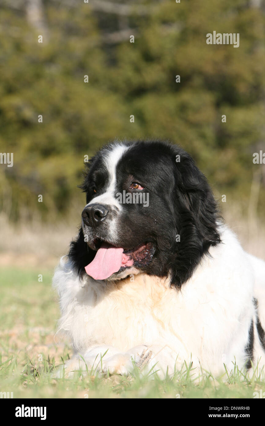 Edwin landseer dog portrait hi-res stock photography and images - Alamy
