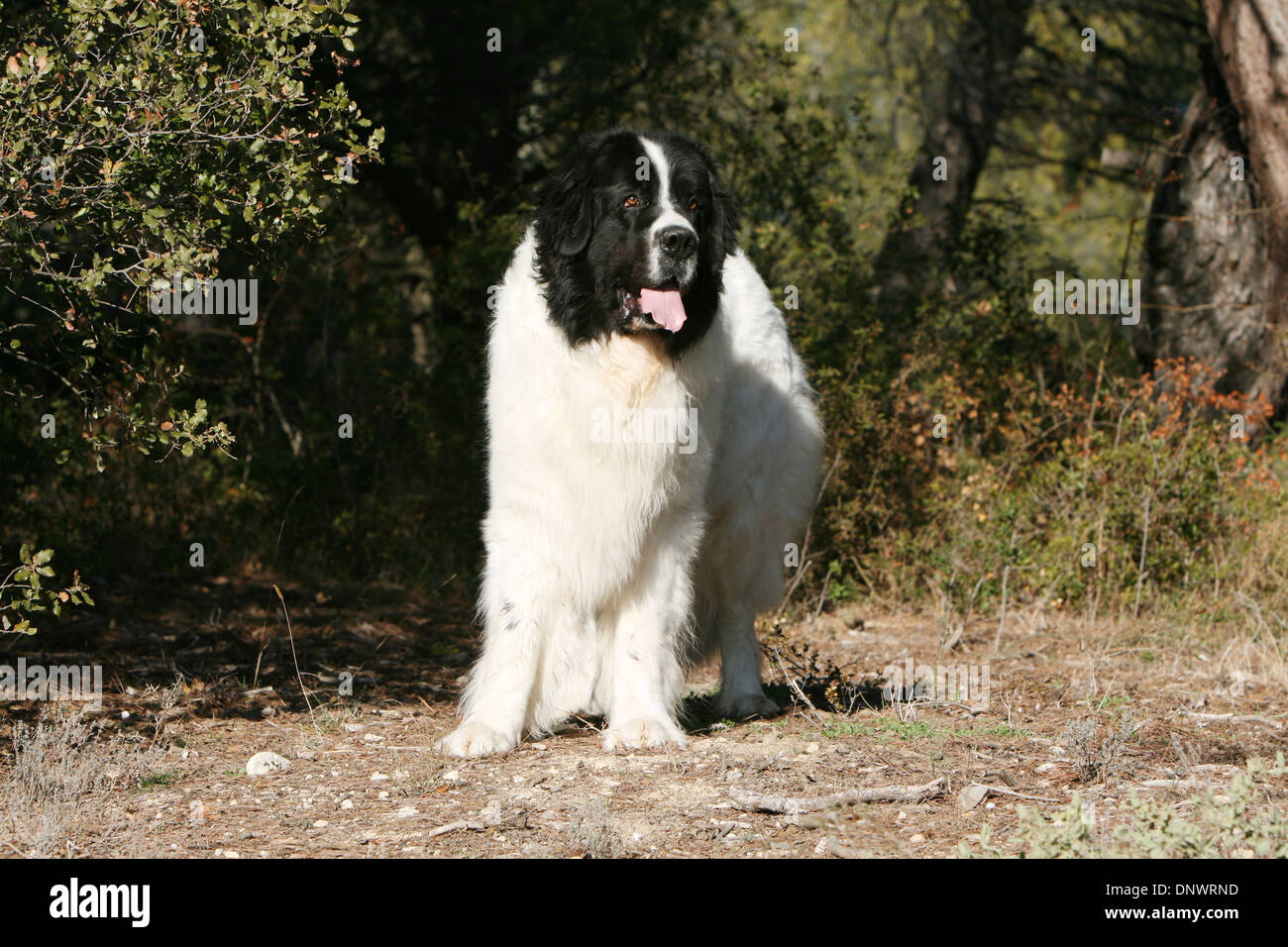 White landseer dog breed standing hi-res stock photography and images ...