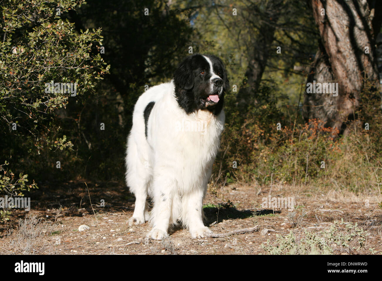 Dog Landseer / adult standing in a forest Stock Photo - Alamy