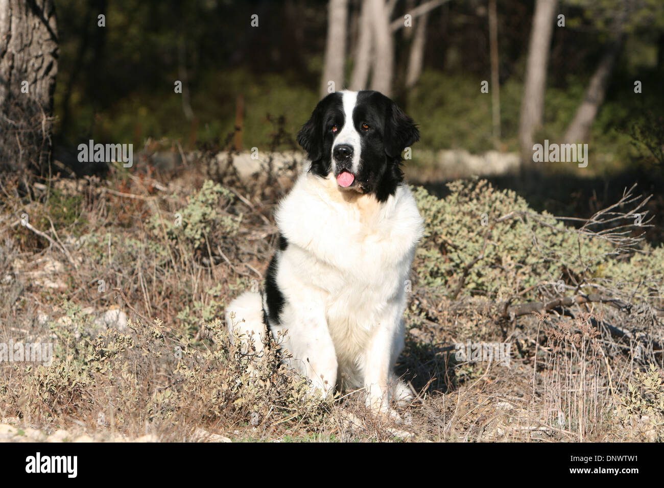 Dog Landseer / adult sitting in a forest Stock Photo - Alamy