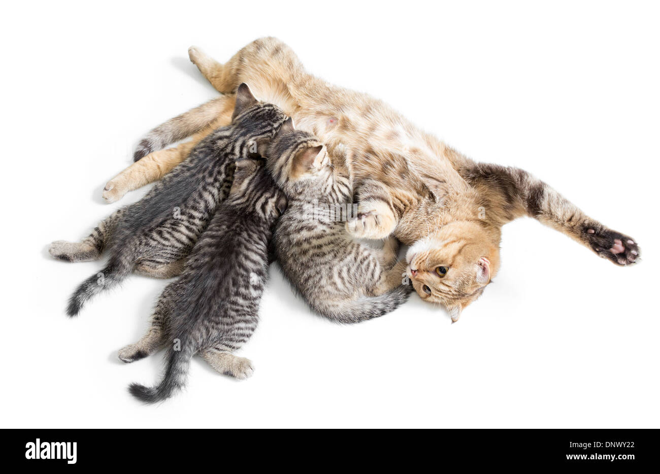 kittens brood feeding by happy mother cat isolated on white background ...