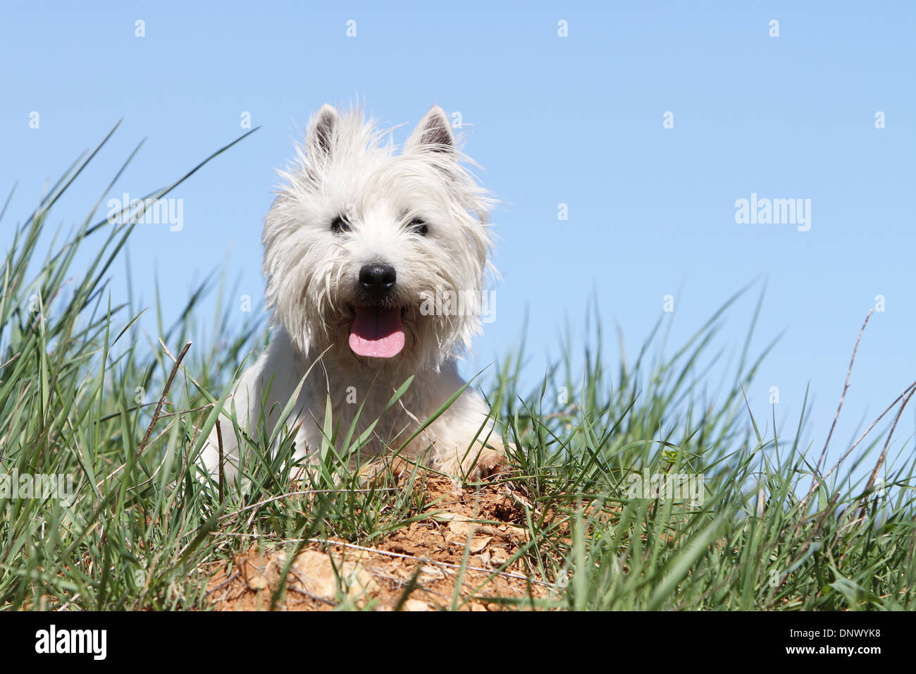 Dog West Highland White Terrier / Westie adult lying in a meadow Stock ...
