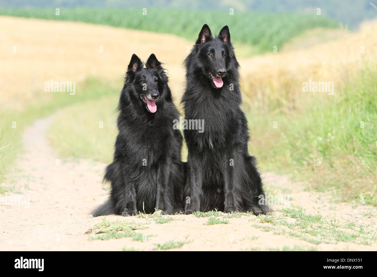 Groenendael Dog