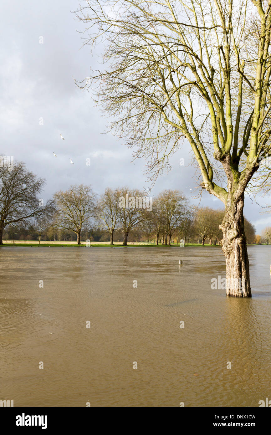 Datchet, UK. 6th Jan, 2014. Trees and benches submerged in Datchet ...