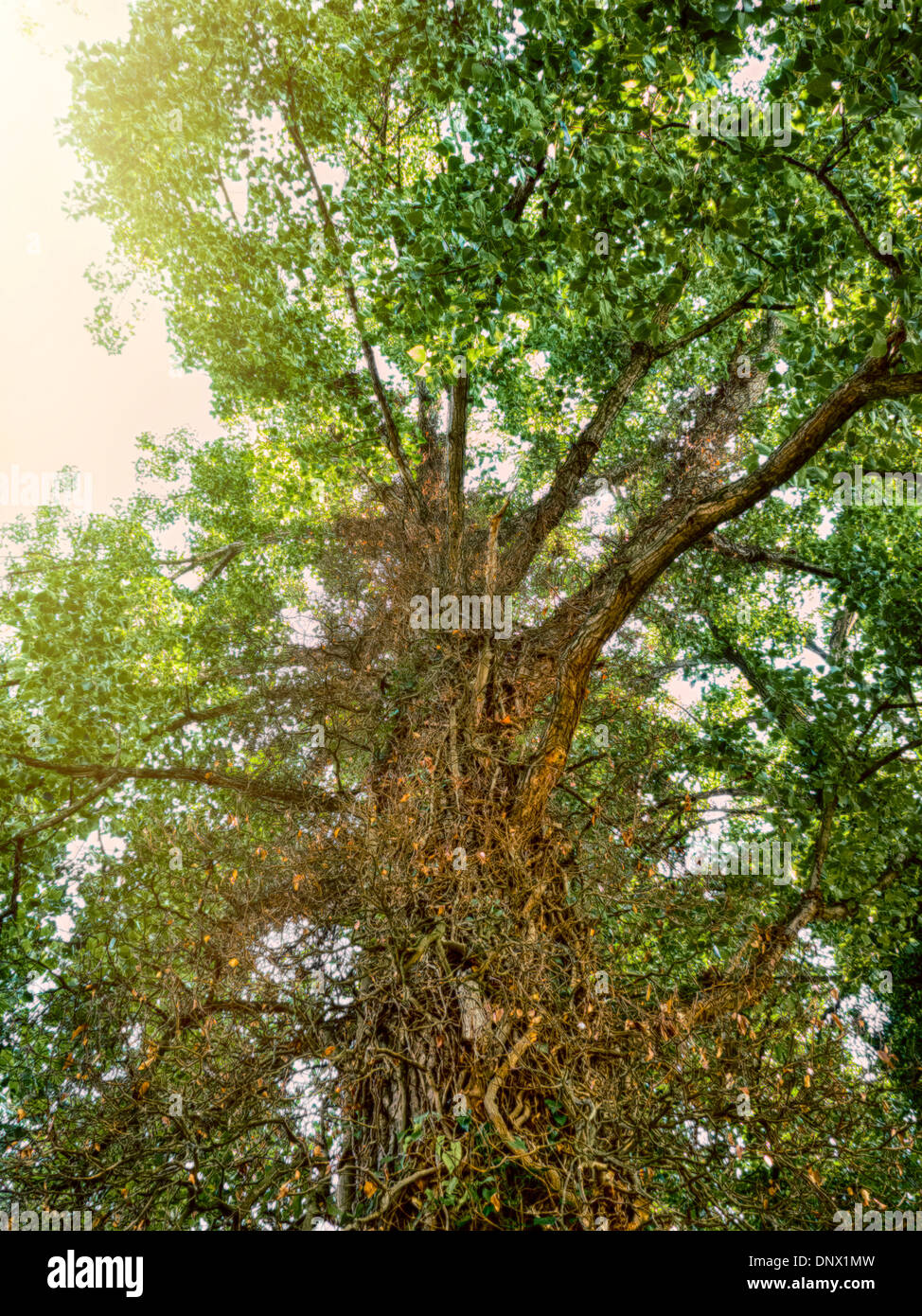 Tree with sunlight angle hi-res stock photography and images - Alamy