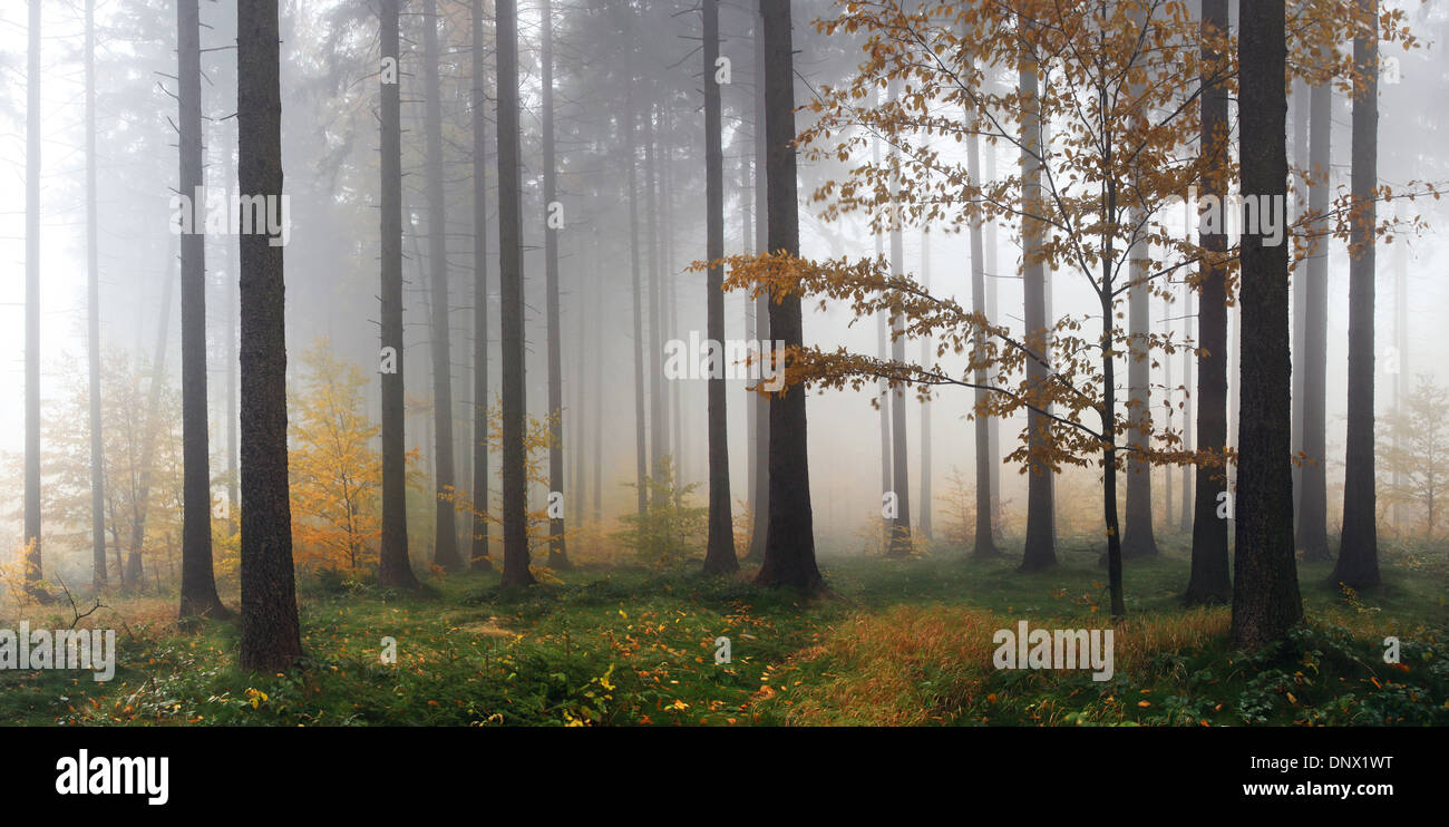 Misty Autumn Forest after rain Stock Photo - Alamy