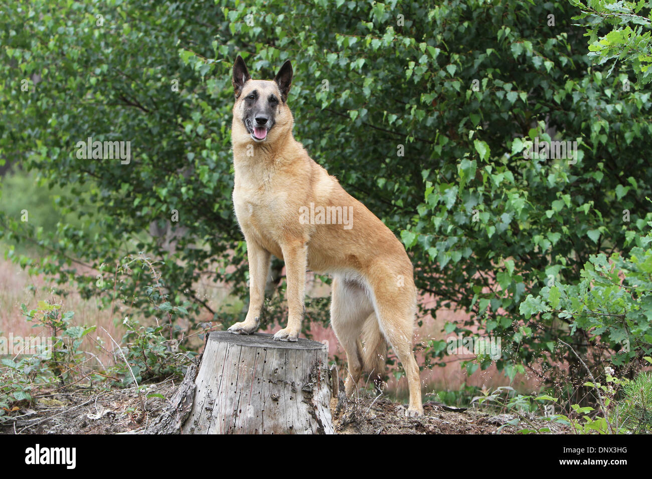 Dog Belgian shepherd Malinois adult standing on a tree stump Stock ...