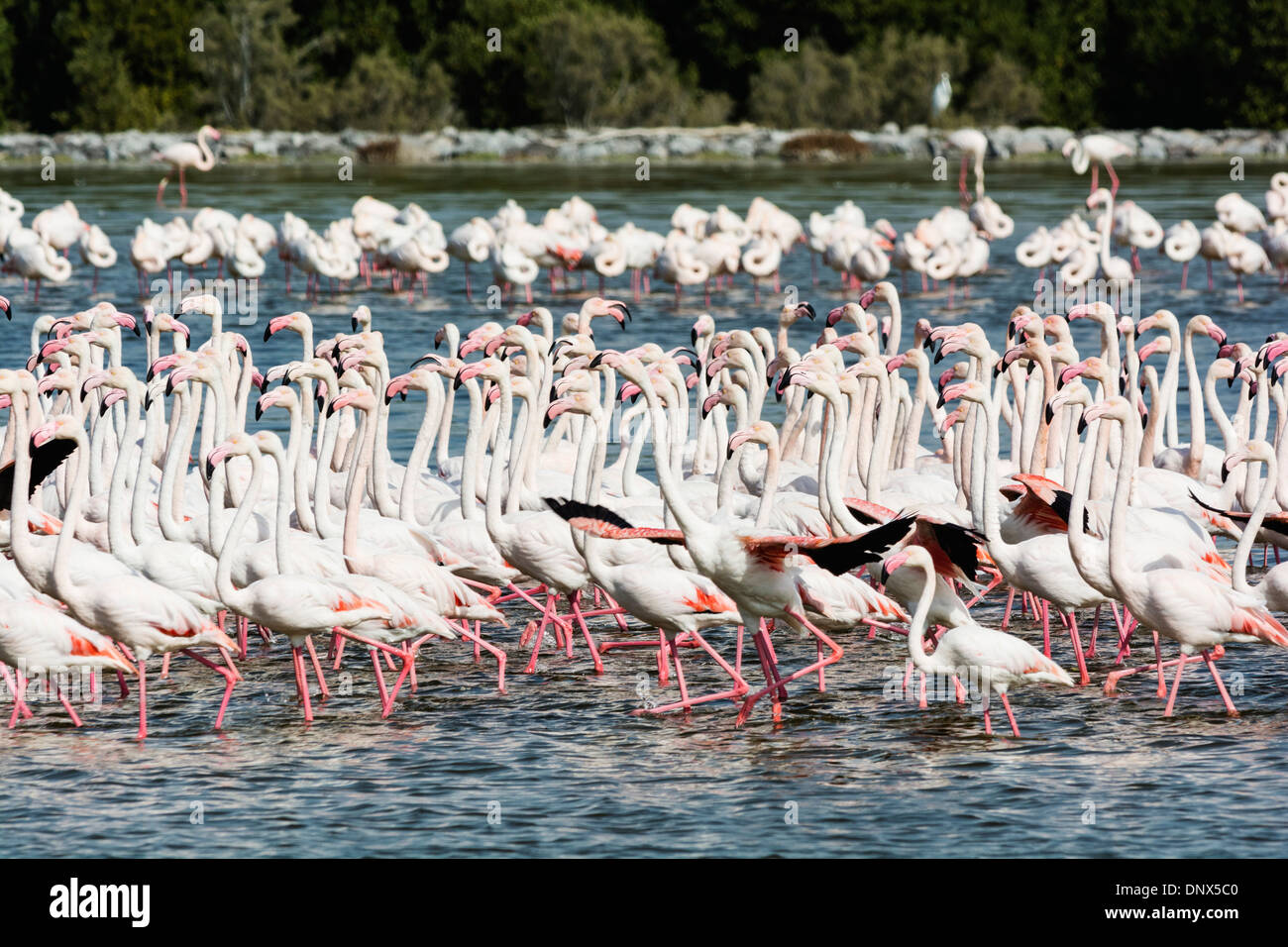 Pink flamingos at Ras al Khor wildlife bird sanctuary and wetlands in ...
