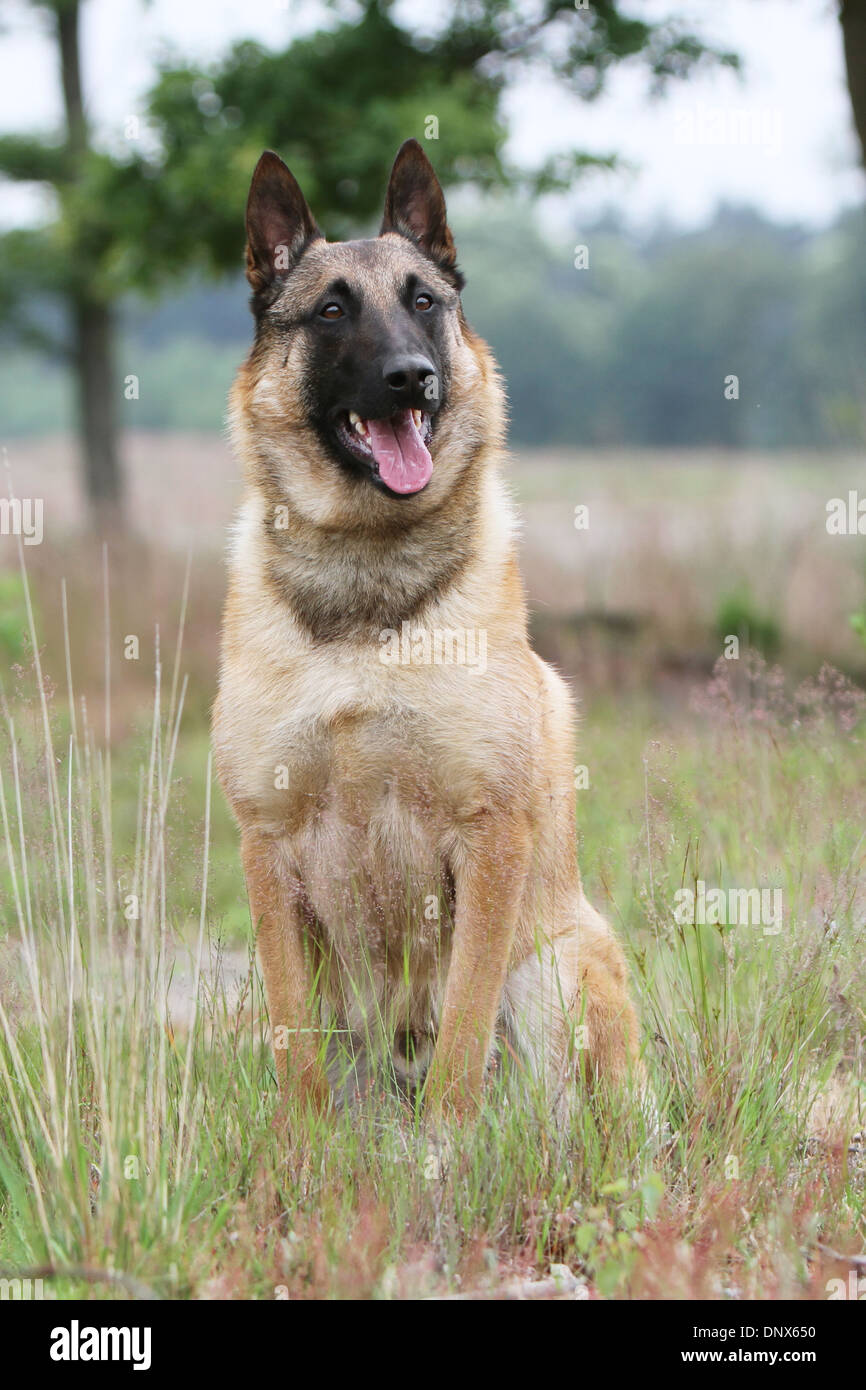 Dog Belgian shepherd Malinois adult sitting in a meadow Stock Photo - Alamy