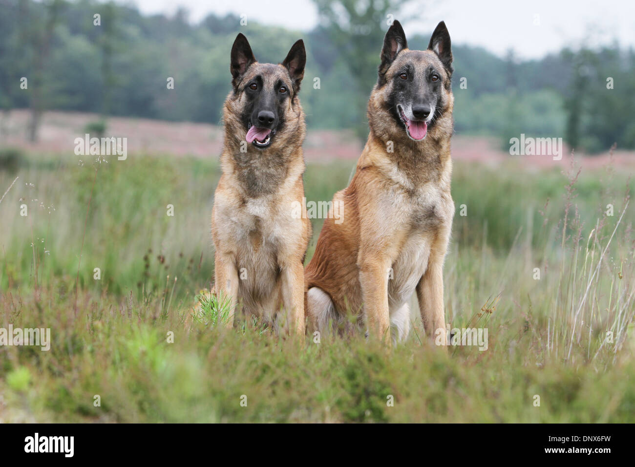 og Belgian shepherd Malinois two adults sitting in a meadow Stock Photo ...