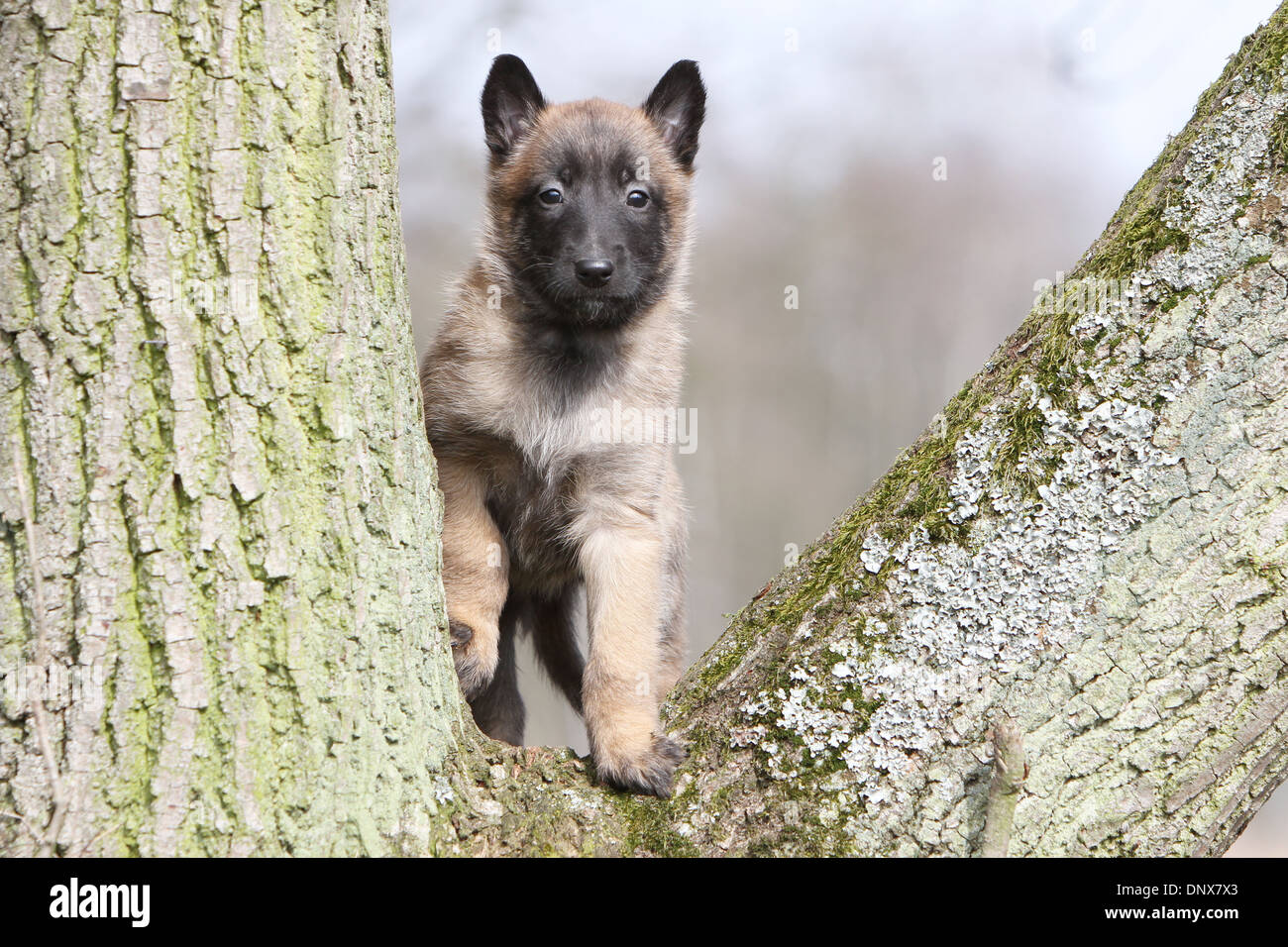 Dog Belgian shepherd Malinois puppy standing on a tree Stock Photo - Alamy
