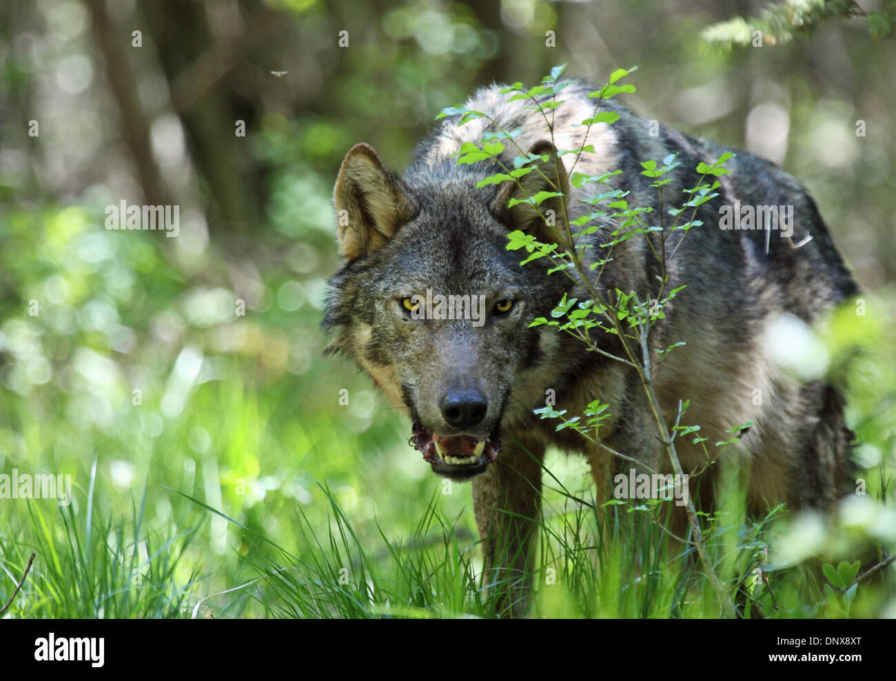 Wild grey wolf in Dinaric Mountains, Slovenia Stock Photo - Alamy