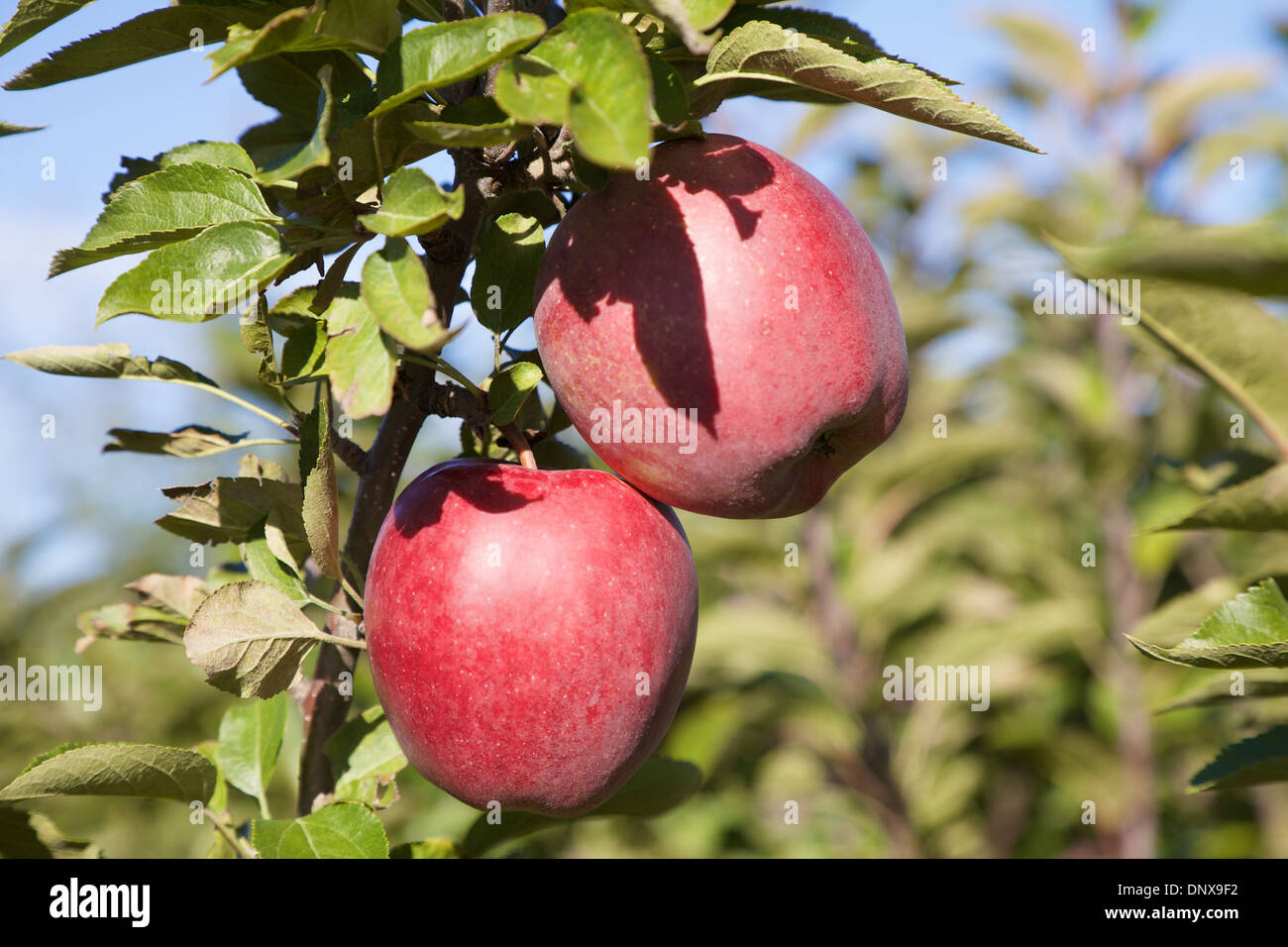 Ontario apples hi-res stock photography and images - Alamy