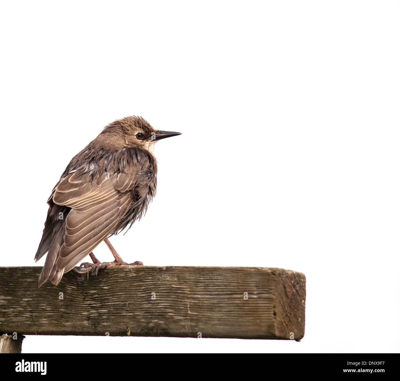 Close up of Young Starling isolated on white background with shallow ...
