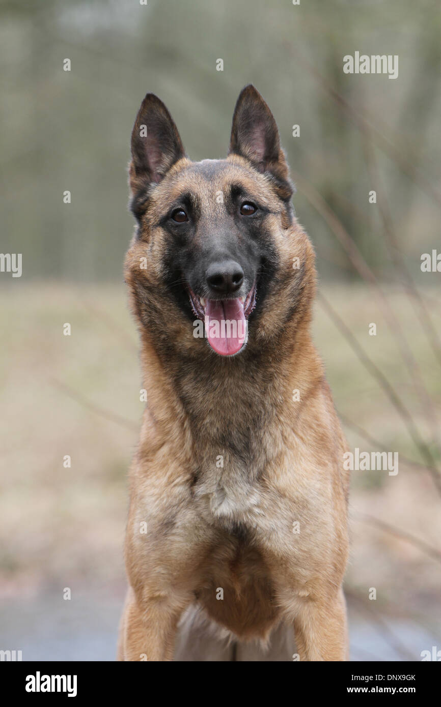 Dog Belgian shepherd Malinois adult portrait Stock Photo - Alamy