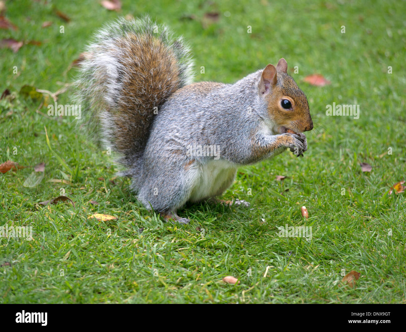 Squirrel Big Nuts Support