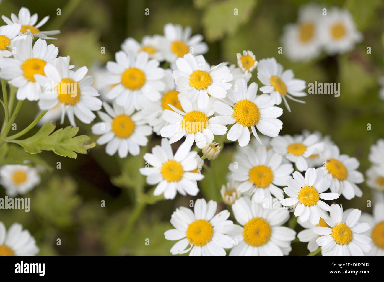 Feverfew flowers hi-res stock photography and images - Alamy