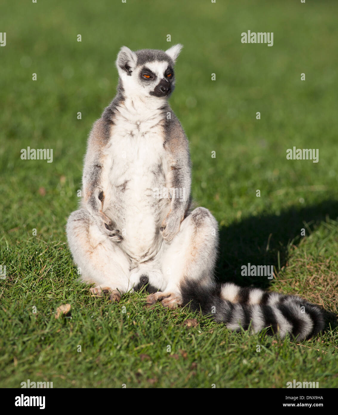 Close up Ring-tailed lemur sat on green grass in relaxed meditation ...