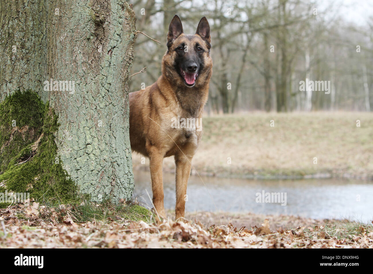 Dog Belgian shepherd Malinois adult standing next to a tree Stock Photo ...