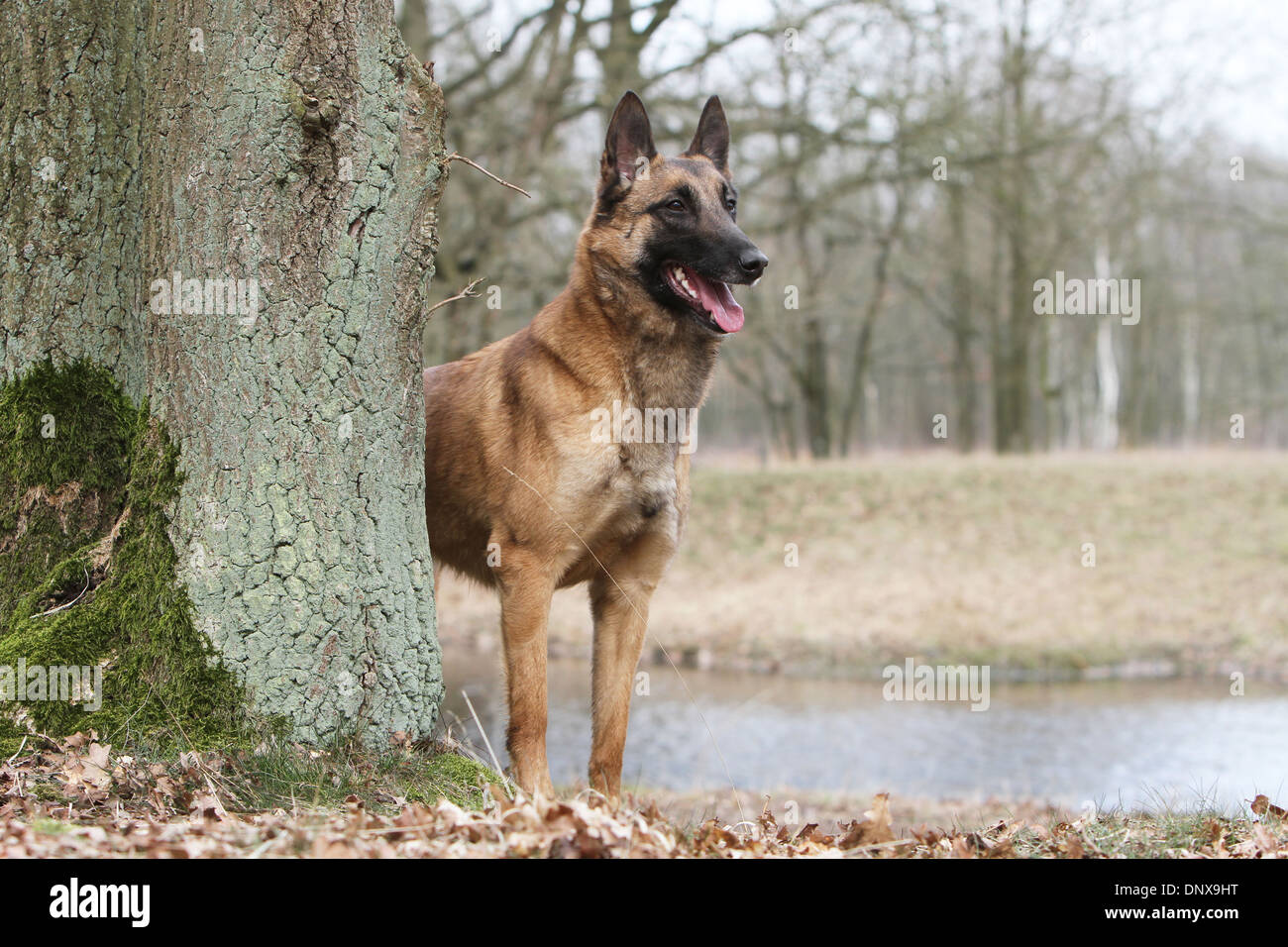 Dog Belgian shepherd Malinois adult standing next to a tree Stock Photo ...