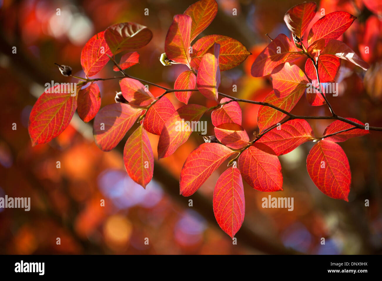 Red orange tree foliage colour hi-res stock photography and images - Alamy
