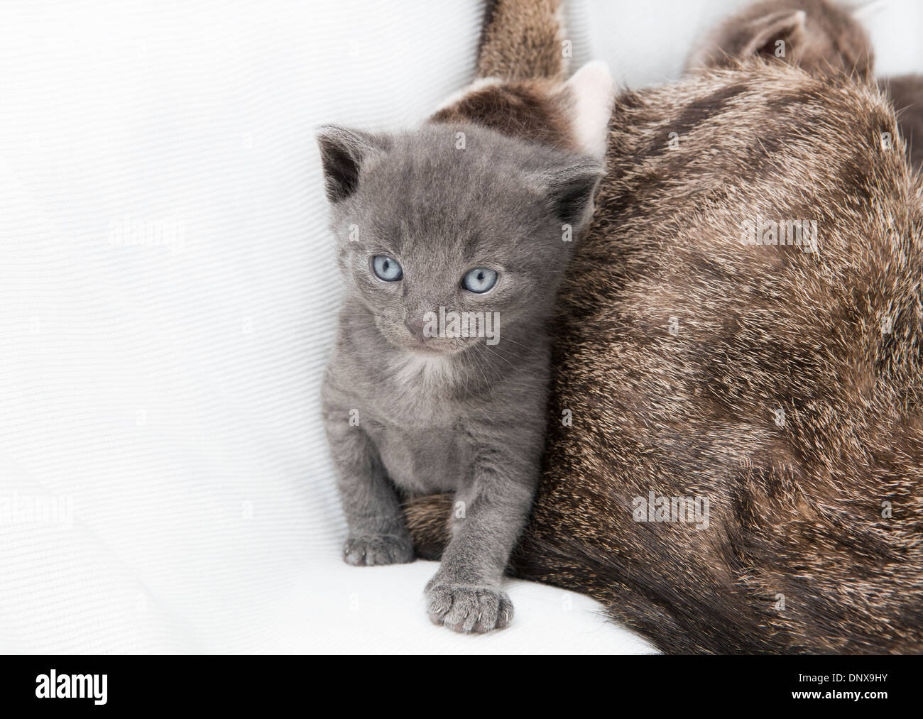 A heap of cat is cuddly babies on their mother Stock Photo - Alamy