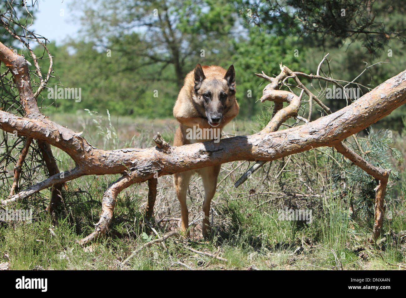 Dog Belgian shepherd Malinois adult jumping over a tree trunk Stock ...