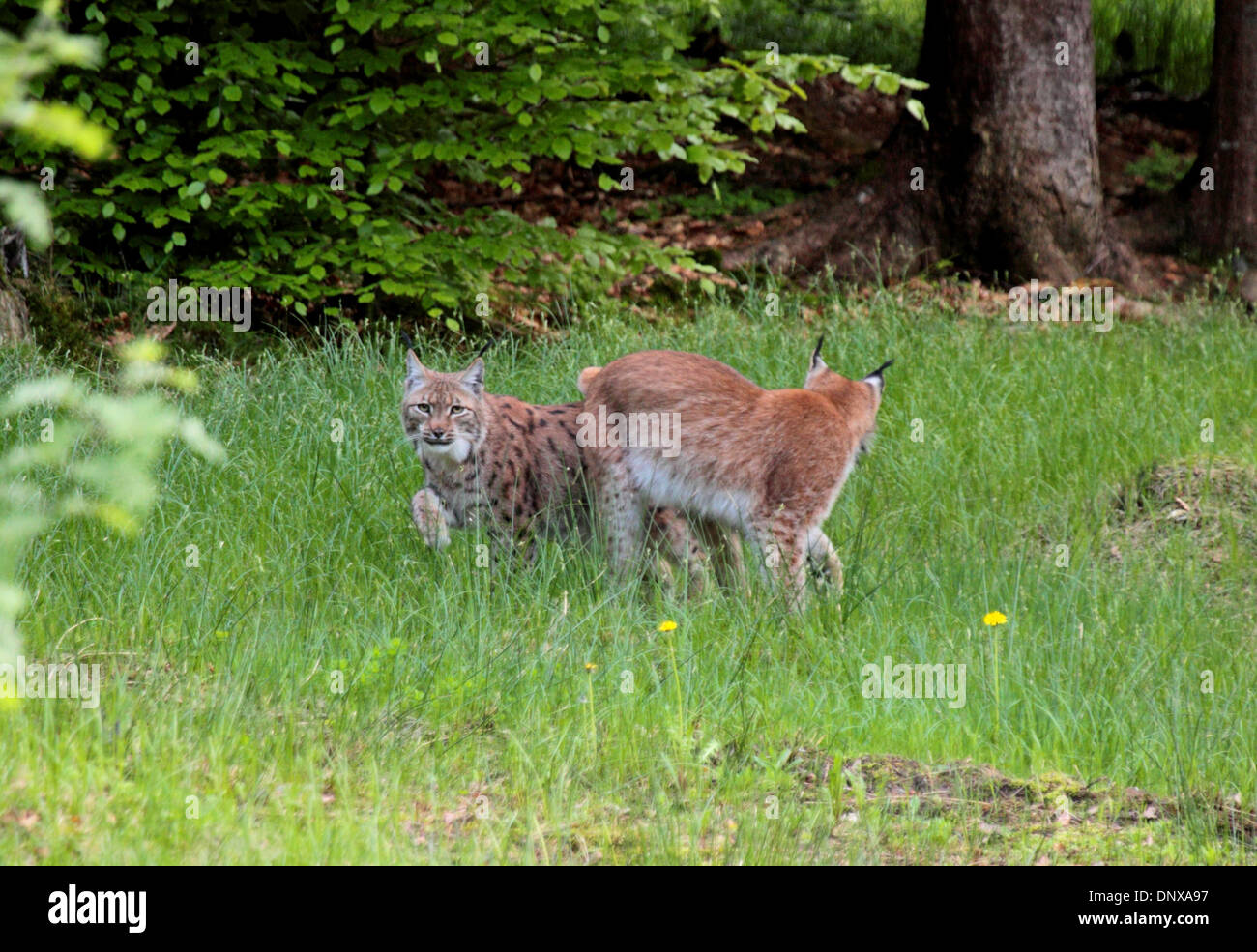 Eurasian lynx lynx lynx pair hi-res stock photography and images - Alamy