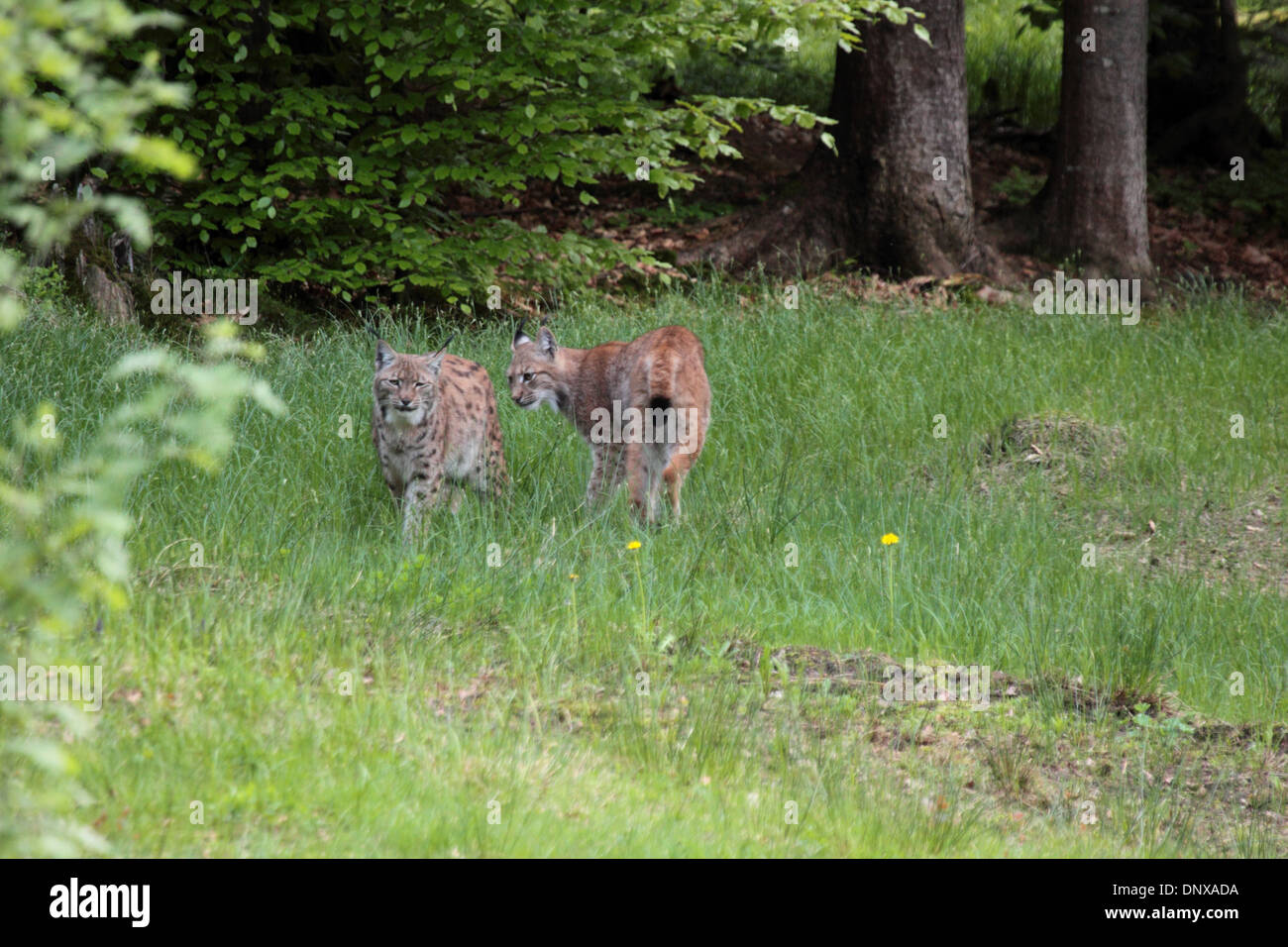 Eurasian lynx lynx lynx pair hi-res stock photography and images - Alamy