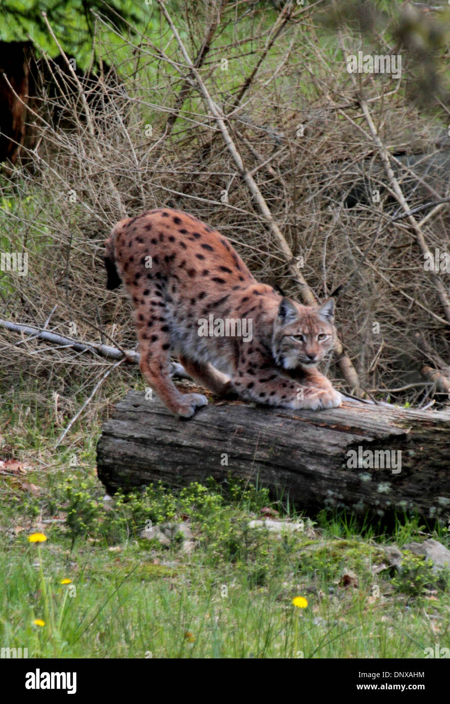 Claw Marking High Resolution Stock Photography and Images - Alamy