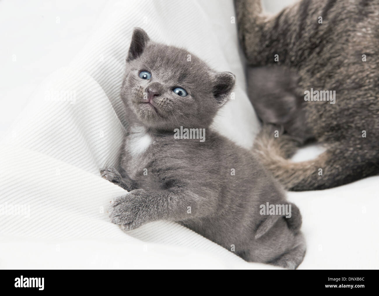 kitten looks upwards, a heap of cat is cuddly babies on their mother ...