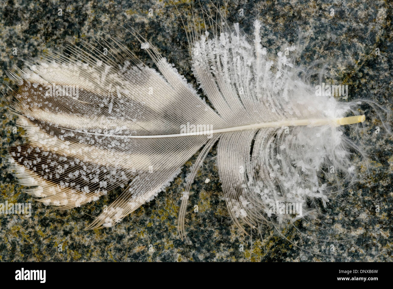 Frosted bird feather Greater Sudbury, Ontario, Canada Stock Photo - Alamy