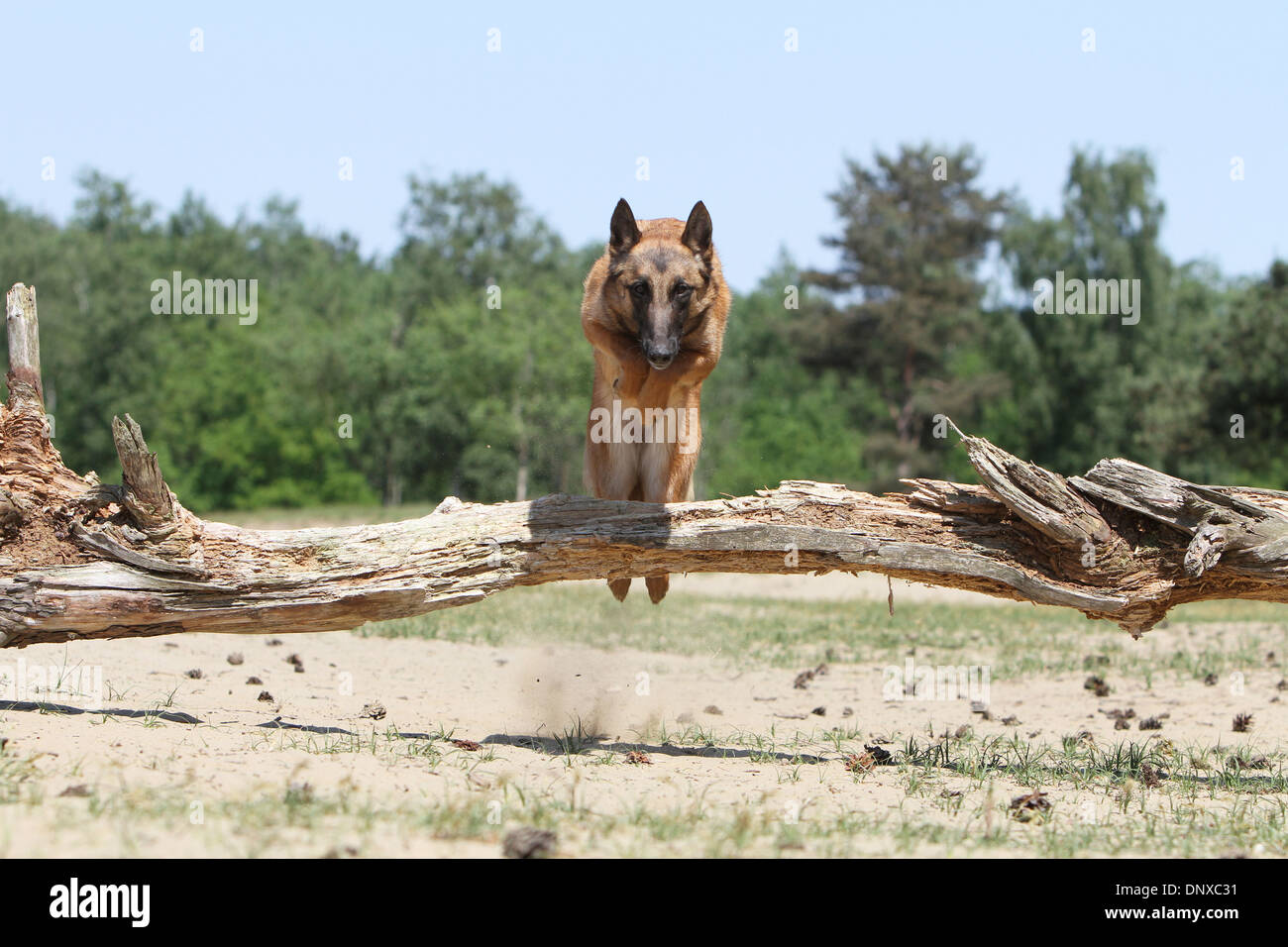 Dog Belgian shepherd Malinois adult jumping over a tree trunk Stock ...