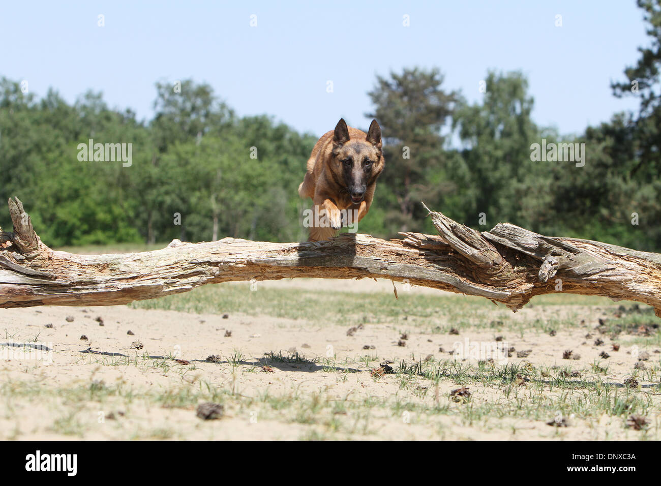 Dog Belgian shepherd Malinois adult jumping over a tree trunk Stock ...