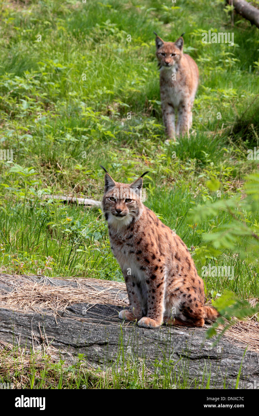 Eurasian lynx lynx lynx pair hi-res stock photography and images - Alamy