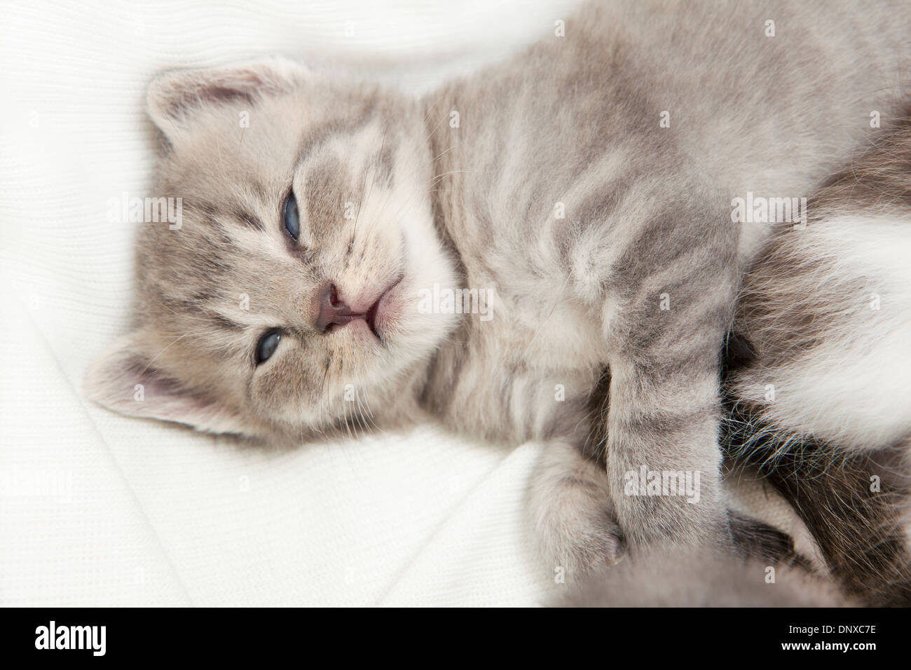 kitten cuddling, a heap of cat is cuddly babies on their mother Stock ...