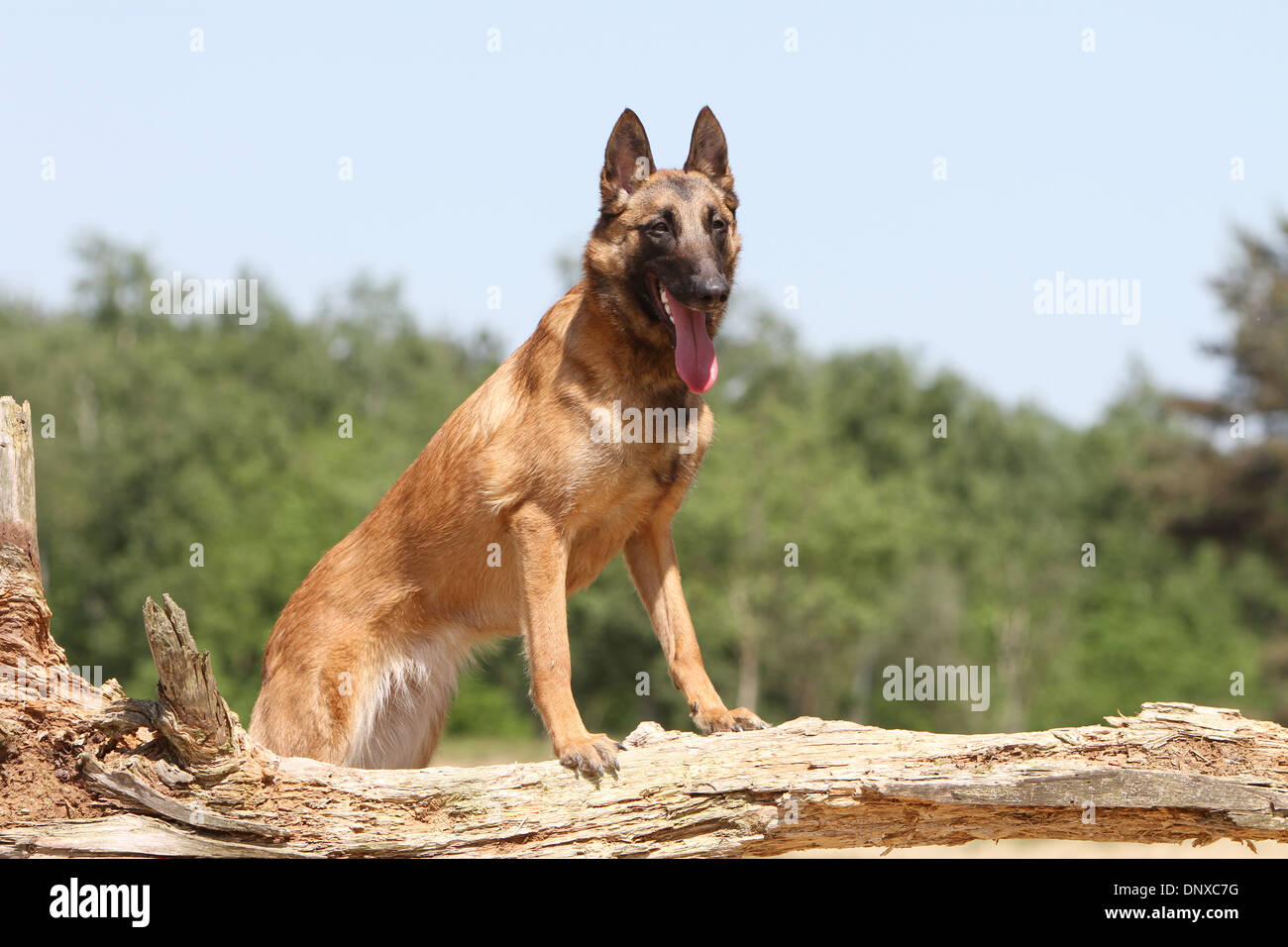 Dog Belgian shepherd Malinois adult standing on a tree trunck Stock ...