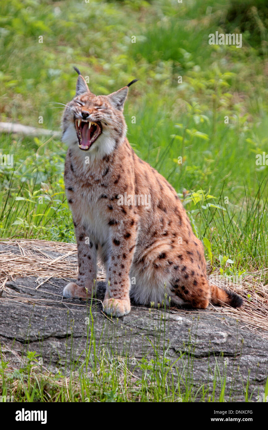 Lynx mouth open hi-res stock photography and images - Alamy