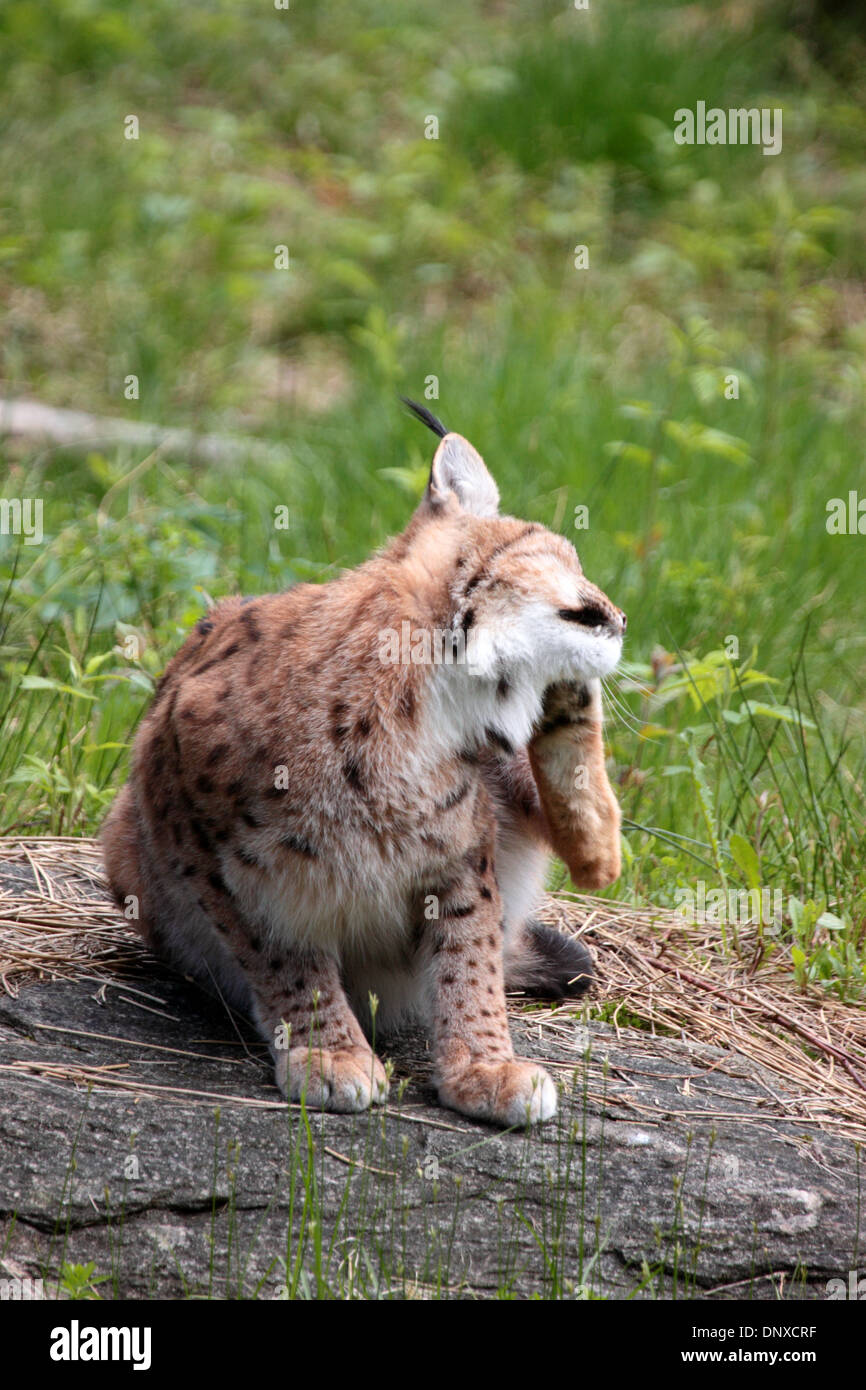 Eurasian lynx scratching Stock Photo - Alamy